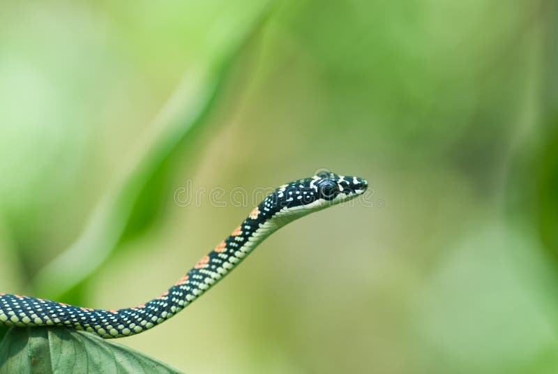 Brown-Rebe-Schlange (Costa Rica) Stockfoto - Bild von amerika, tarnung ...