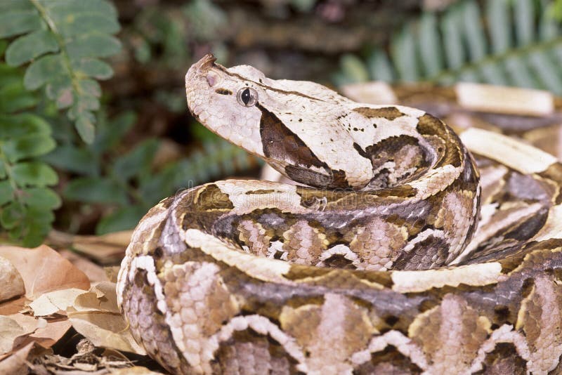 Schlange-Gaboon Viper stockfoto. Bild von viper, tier - 5534174