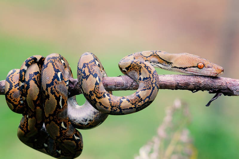 Zwei Pythonschlangen stockbild. Bild von albino, tier - 31213165