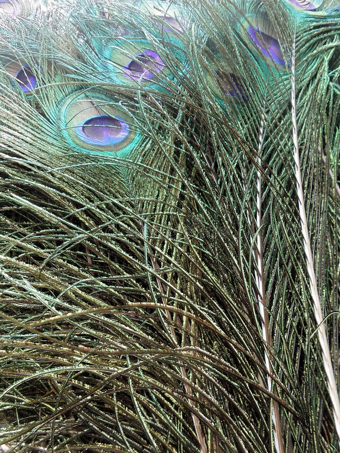 Bunter Pfau In Der Vollen Feder. Stockfoto - Bild von primp, recht: 652344