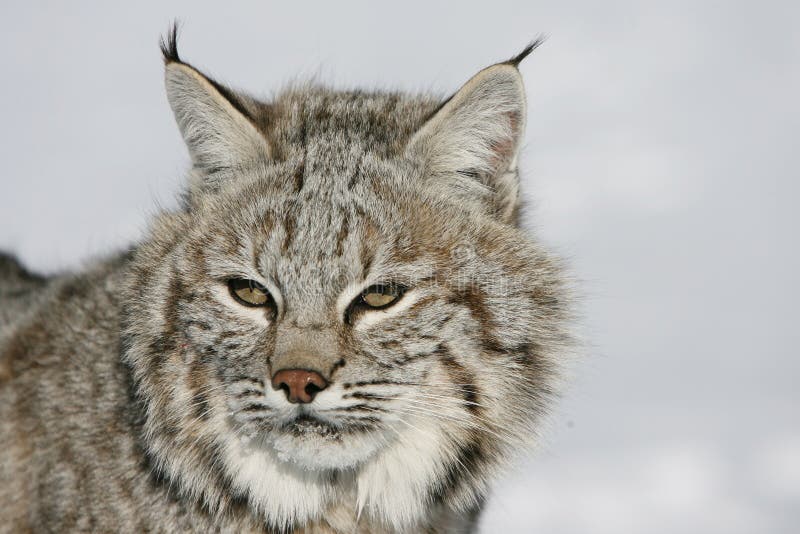 Rotluchs (Luchs Rufus) Schaut Rechte Nahaufnahme Stockbild - Bild von ...