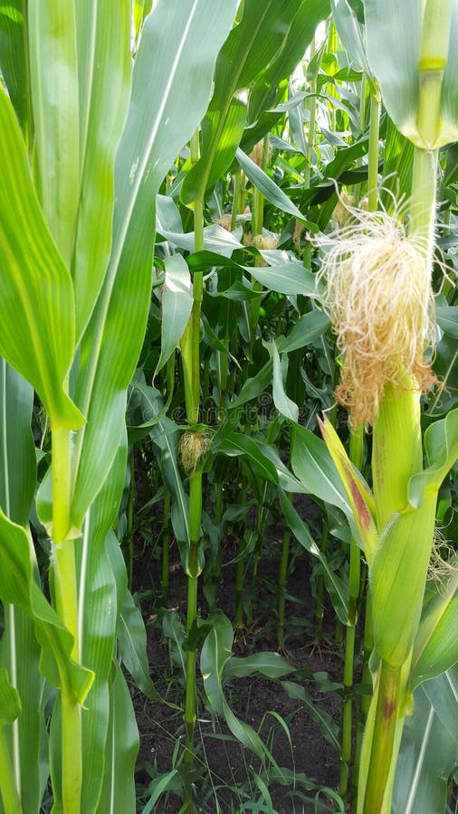 Maispflanze Stockfotos und Bilder - Laden Sie 666 lizenzfreie Fotos ...