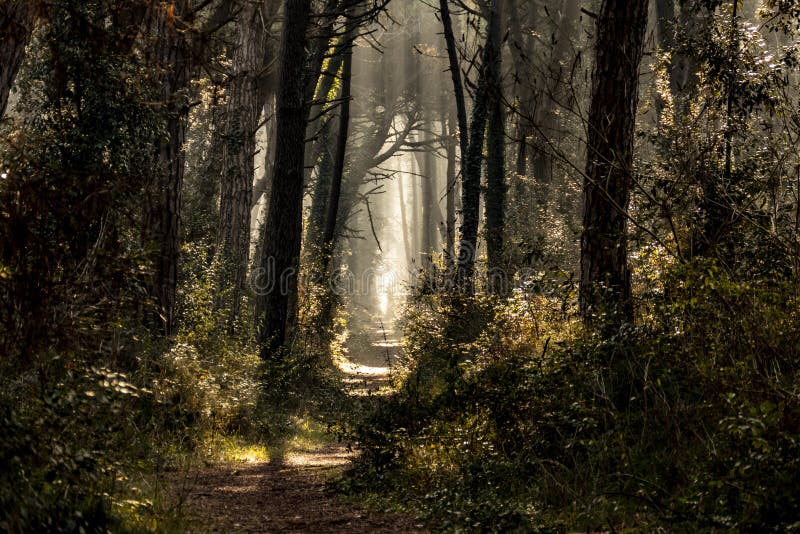 Schmale Allee Mit Pflanzen Und Fahrrad Stockfoto - Bild von wasser ...