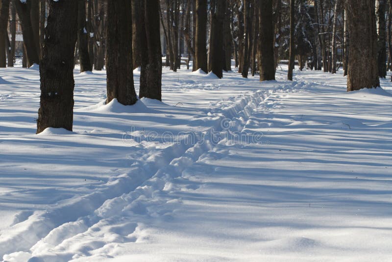 Schmaler Weg Im Schneebedeckten Wald. Stockfoto - Bild von januar, kalt ...