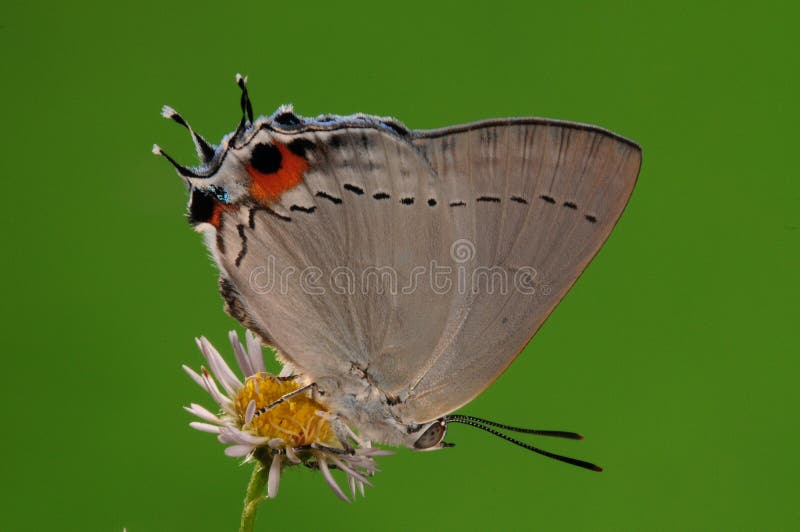 SCHMETTERLING AUF BLUME, Pratapa-deva Stockbild - Bild von braun ...