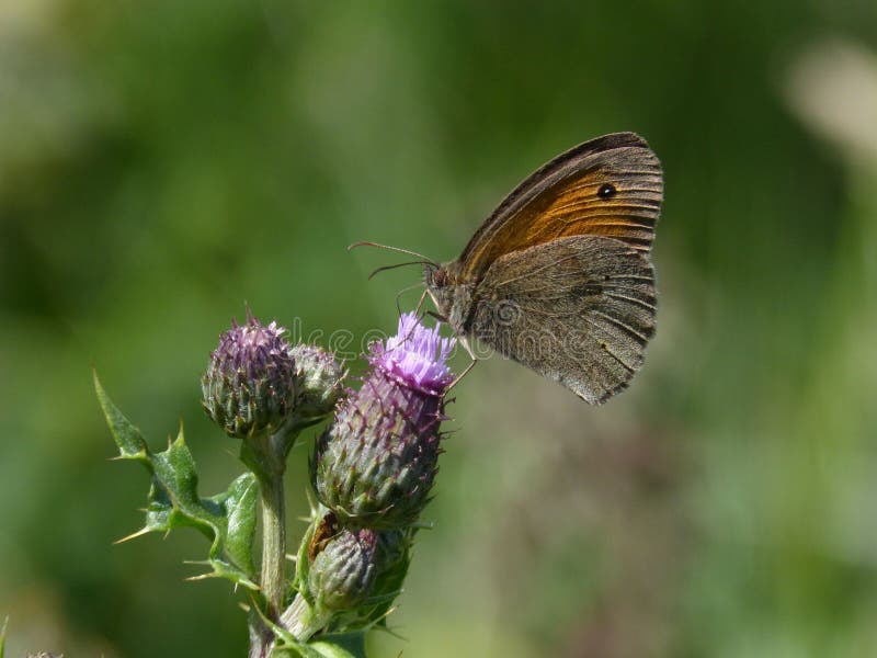 Schmetterling Auf Einer Blume Stockfoto - Bild von wiesen, tier: 42247982