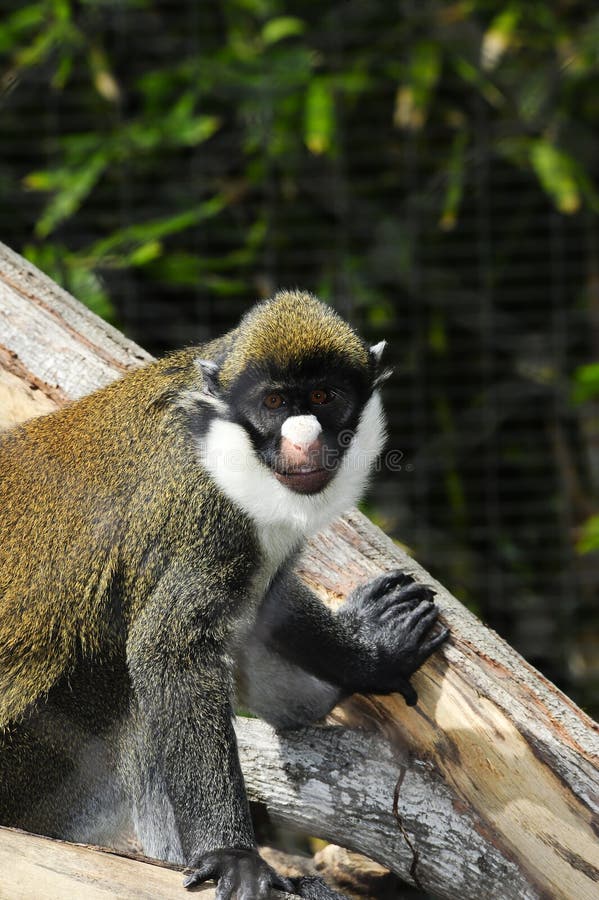 Schmidt S Spot-nosed Guenon Stock Photo - Image of large, ascanius ...