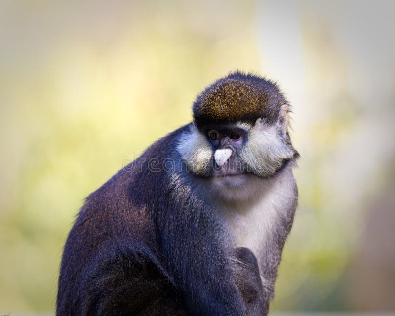 Schmidt S Spot-nosed Guenon Stock Photo - Image of captivity, monkey ...