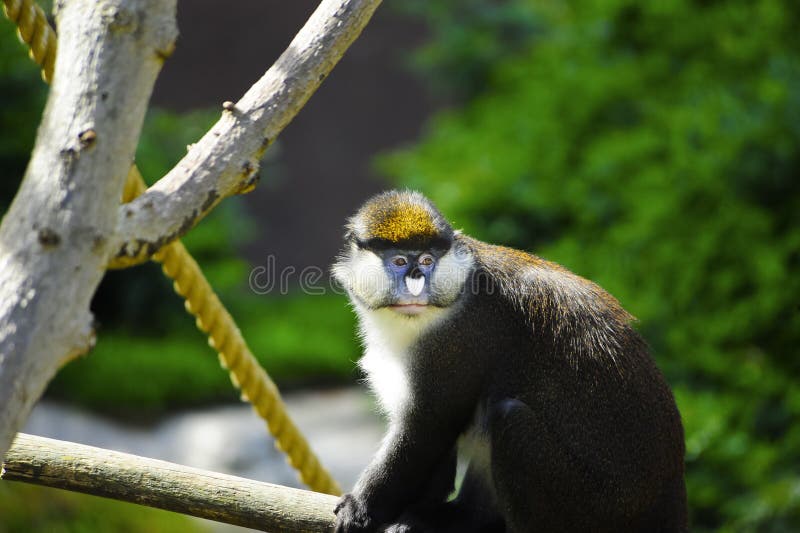 Schmidt S Spot-nosed Guenon Stock Image - Image of spot, monkey: 24327207