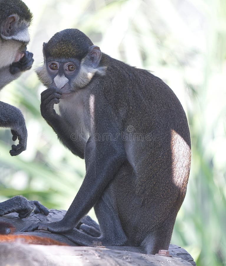 Schmidt Spot-nosed Guenon Monkey - Cercopithecus Ascanius Schmidti ...