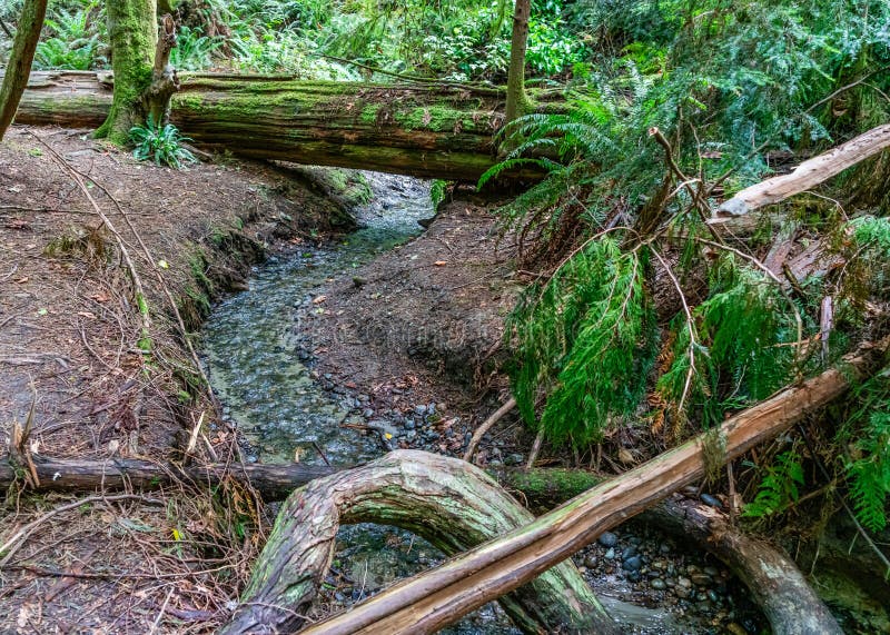 Schmitz Park Stream 4 stock image. Image of washington - 333516241