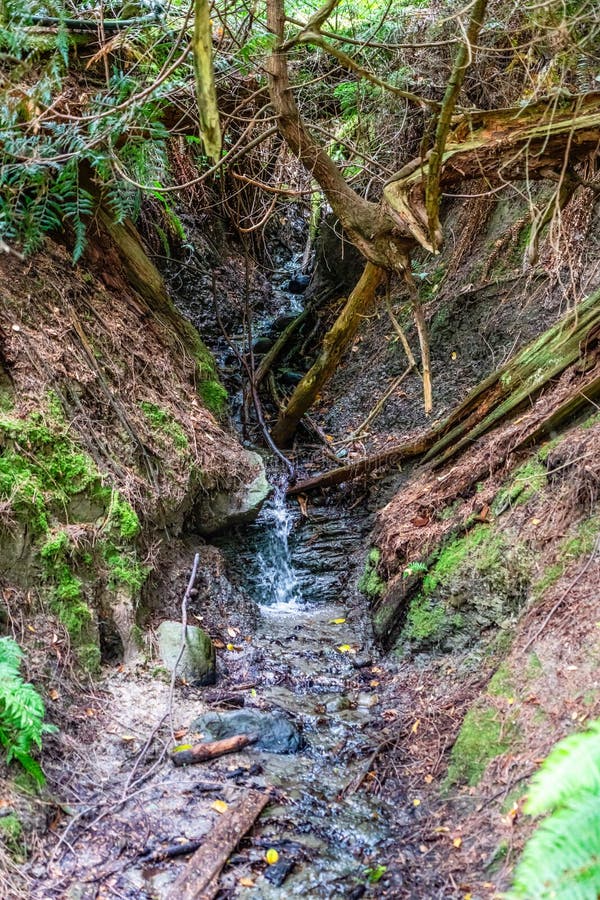 Schmitz Park Stream stock photo. Image of washington - 334889350