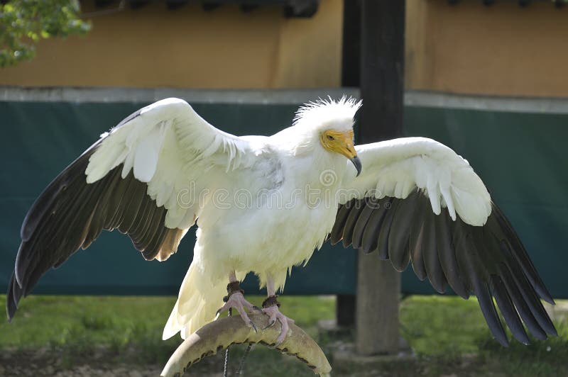 Schmutzgeier U. X28; Neophron Percnopterus& X29; Stockbild - Bild von ...