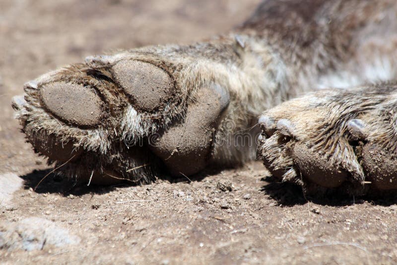 Schmutzige Wolf-Tatzen stockbild. Bild von wolf, haarig - 24565721