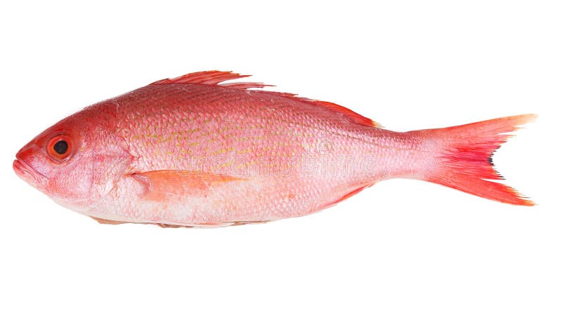 Schnapper stockfoto. Bild von meer, hintergrund, nahrung - 31000392