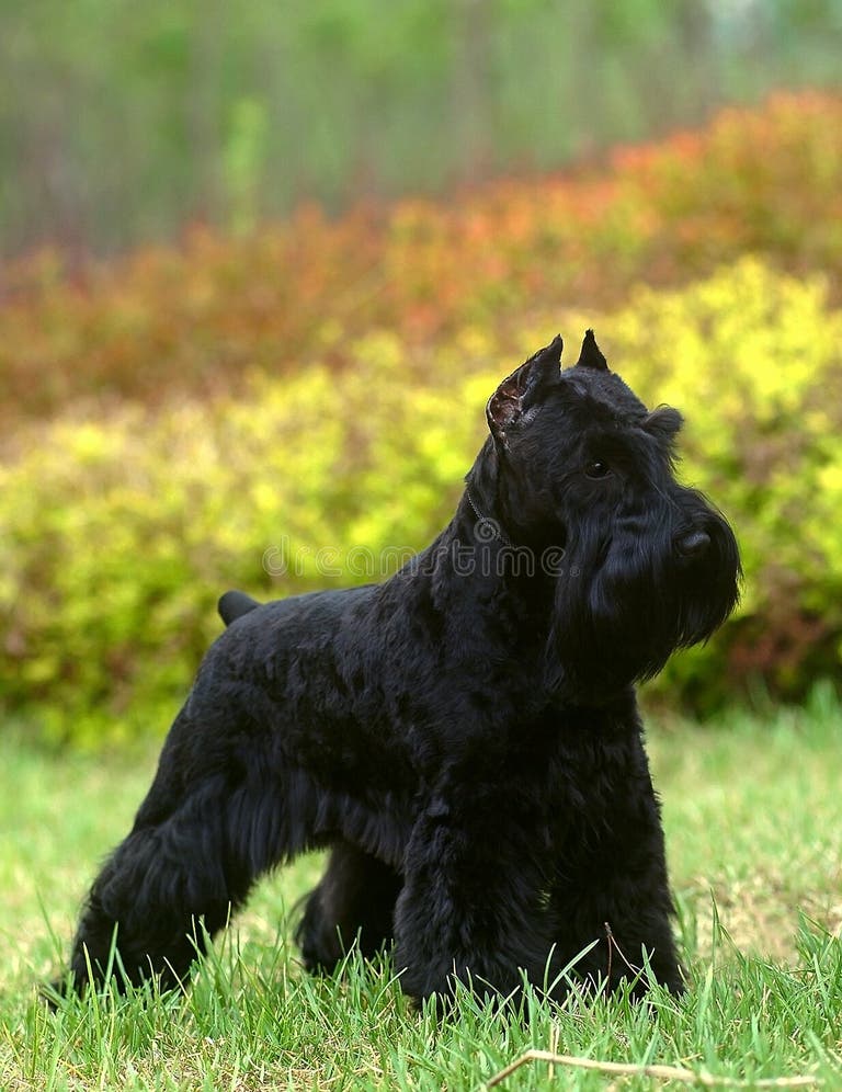 Angry Schnauzer Stock Photos - Free & Royalty-Free Stock Photos from ...
