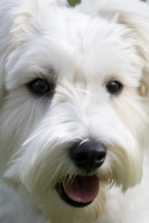 Schnauzer blanco foto de archivo. Imagen de viejo, pimienta - 7844150