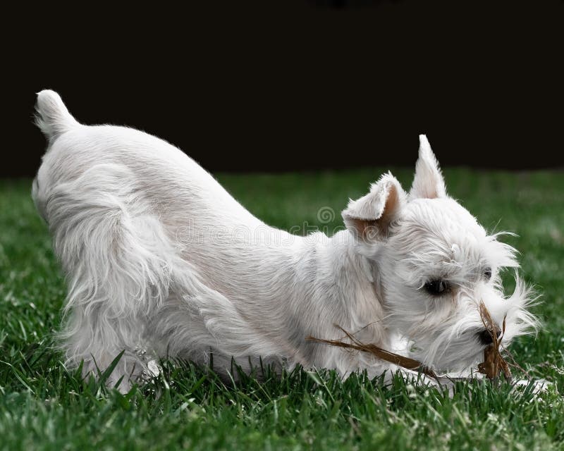 Schnauzer Blanco Del Juguete Imagen de archivo - Imagen de schnauzer ...