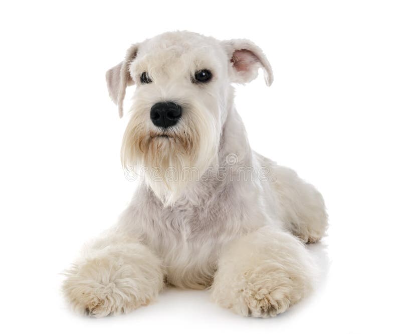 Schnauzer Blanco En Miniatura Foto de archivo - Imagen de aislado ...
