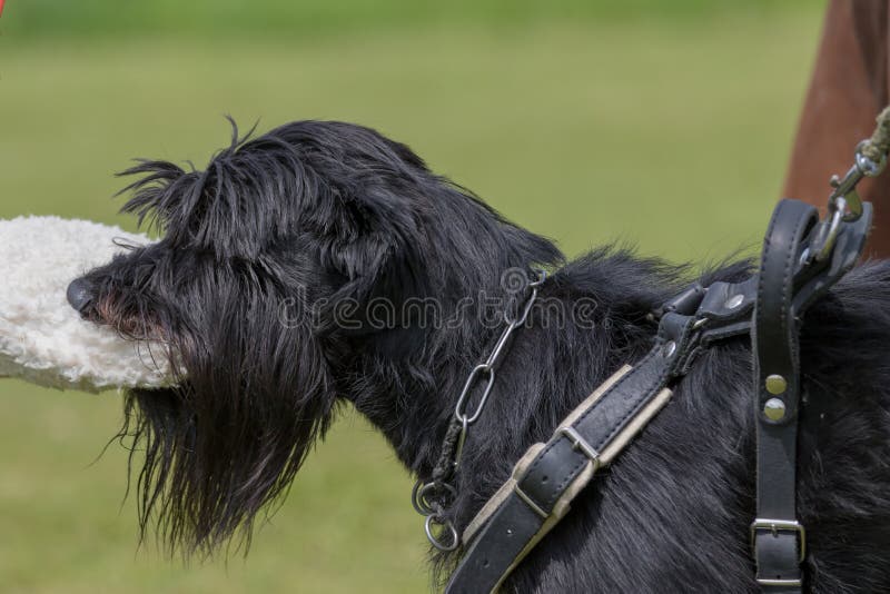 Schnauzer Dog is Bitten into a Dog Bite Pad Stock Image - Image of ...