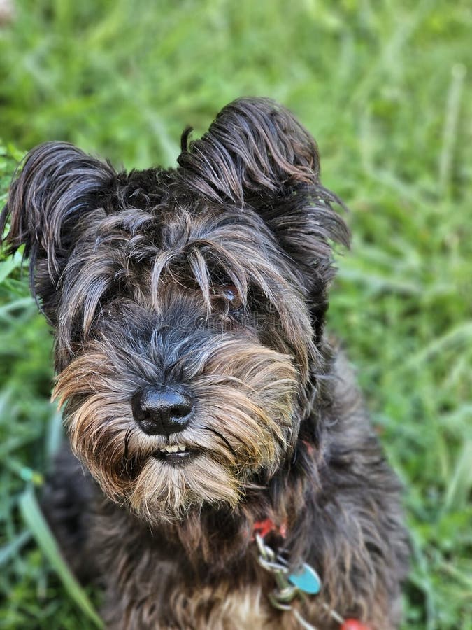 Schnauzer Dog Face Pet Smile Beard Stock Image - Image of schnauzer ...