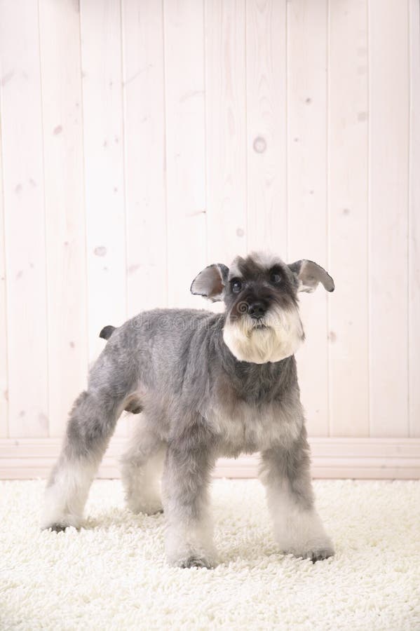 Schnauzer Dog on the White Carpet Stock Photo - Image of carpet, wall ...