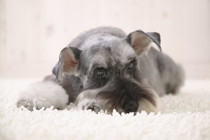 Schnauzer Dog on the White Carpet Stock Photo - Image of carpet, wall ...