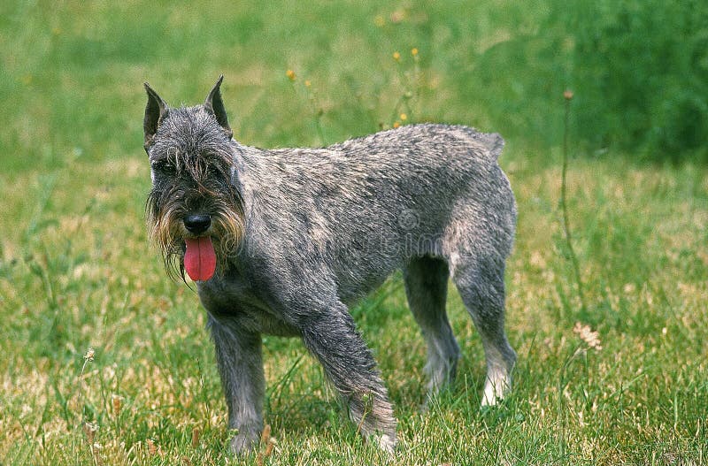 Old Standard Schnauzer Stock Photos - Free & Royalty-Free Stock Photos ...