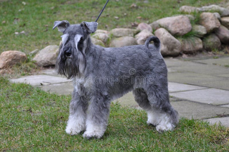 Schnauzer miniatura foto de archivo. Imagen de mascota - 8568356