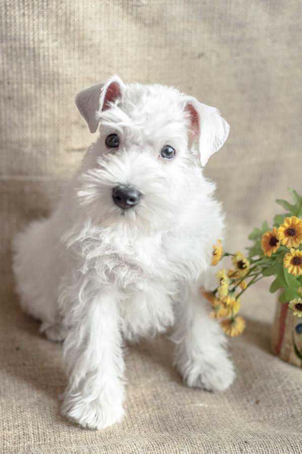Schnauzer Miniatura Blanco, Perrito Imagen de archivo - Imagen de fondo ...