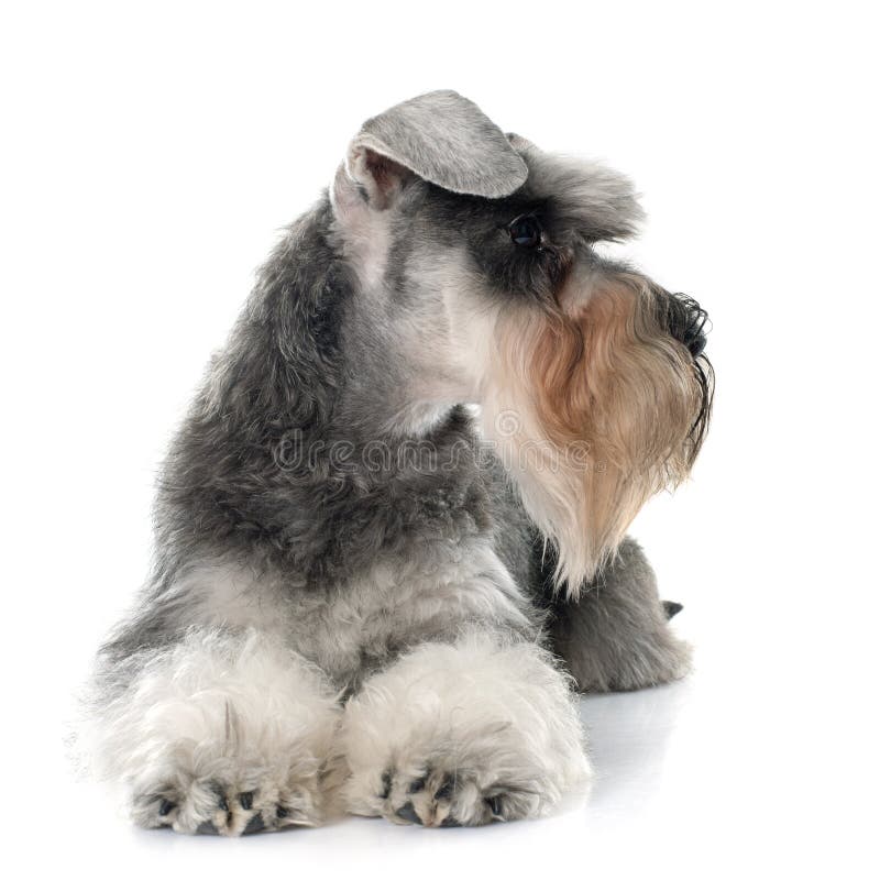 Gray Schnauzer imagen de archivo. Imagen de fero, pets - 82679311