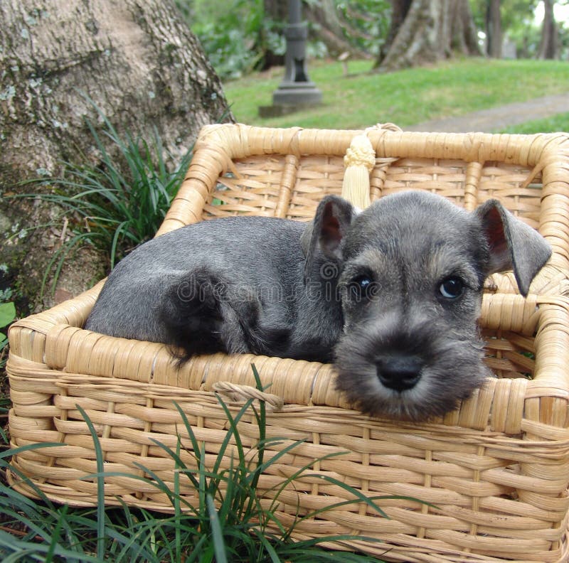 Schnauzer Puppy in a Basket Stock Photo - Image of canine, nose: 940382