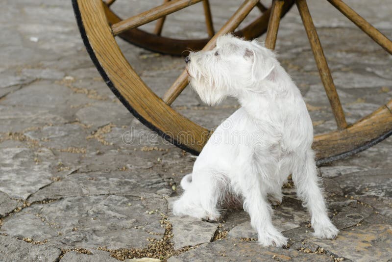 Schnauzers dog stock photo. Image of green, schnauzer - 66894020
