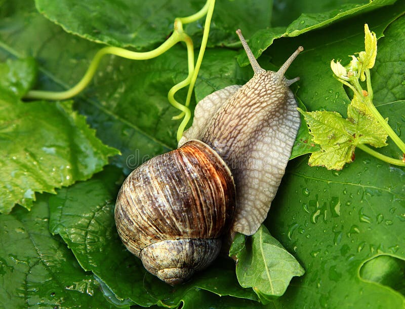 Schnecke stockfoto. Bild von schleimig, schnecke, spirale - 30680916