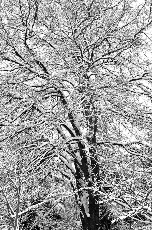 Schnee Deckte Eichenbaum Ab Stockbild - Bild von winter, einfrieren ...