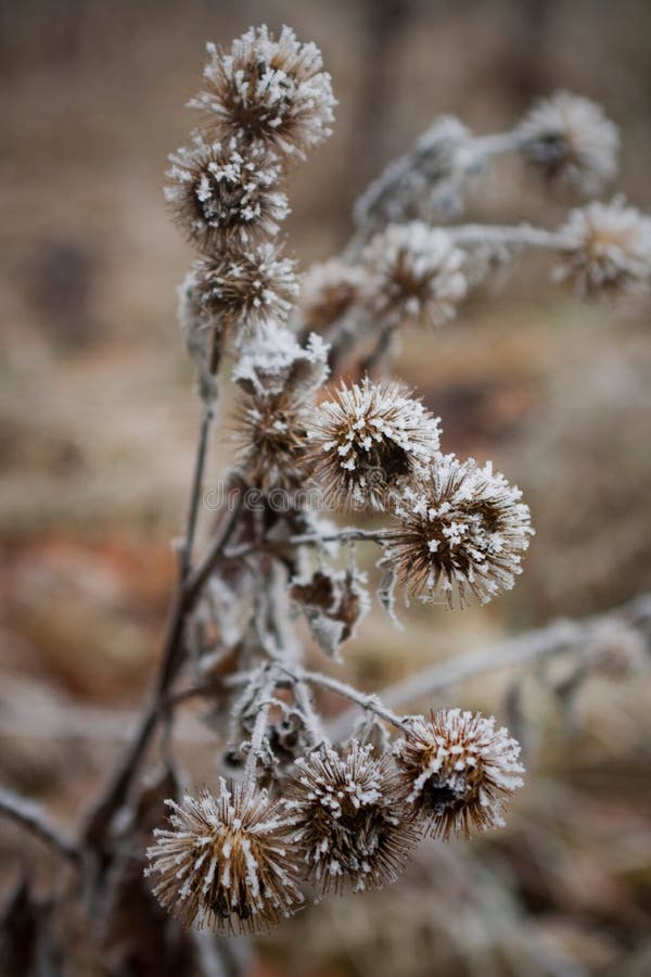 Schnee-Distel stockbild. Bild von laub, winter, nord - 85109265