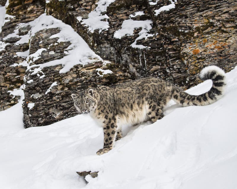 WILD Getarnter Schneeleopard Panthera Uncia Im Tibet, Der an Einem ...