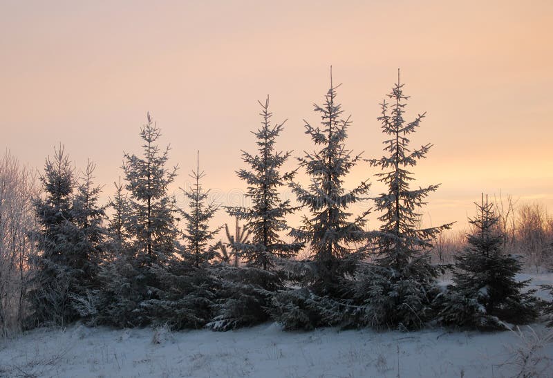 Schneebedeckte Tanne Im Winter Stockbild - Bild von bäume, baum: 64641041