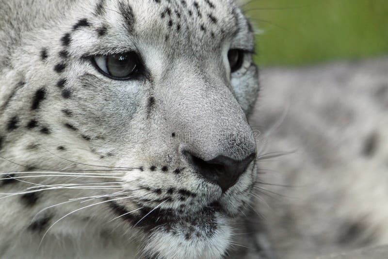 WILDER Getarnter Schnee-Leopard Panthera Uncia In Tibet, Das Auf Eine ...