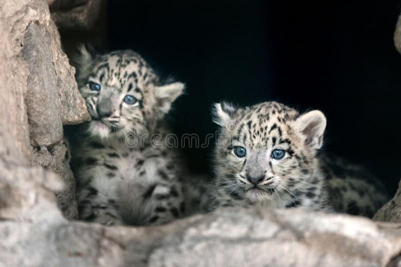Schneeleopardbaby stockfoto. Bild von säugetier, augen - 98988052