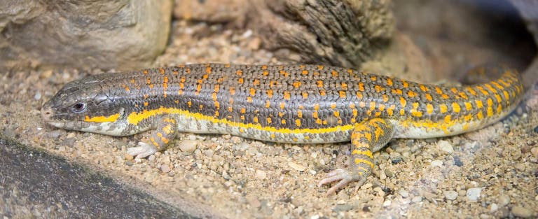 Schneider`s skink 1 stock image. Image of creep, scaly - 2964379