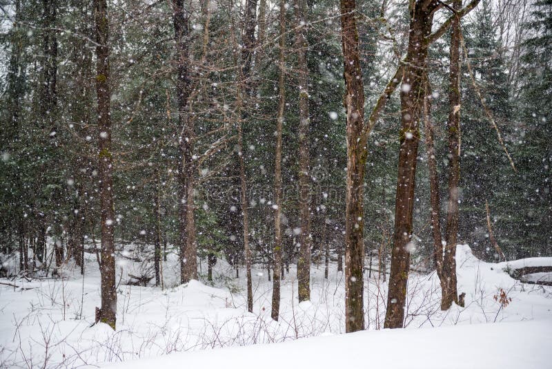Schneien in Einem Winter-Wald Stockbild - Bild von landschaft, land ...