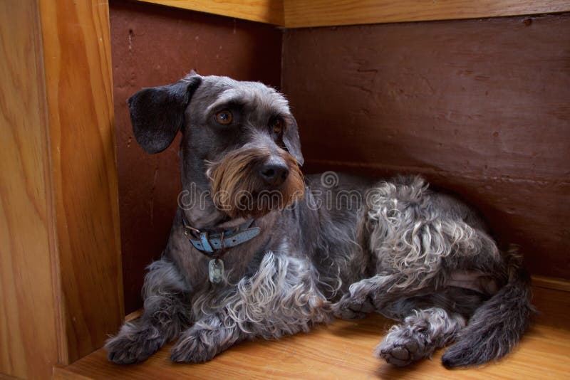 Schnitzel Dog stock image. Image of schnitzel, brown - 77622467