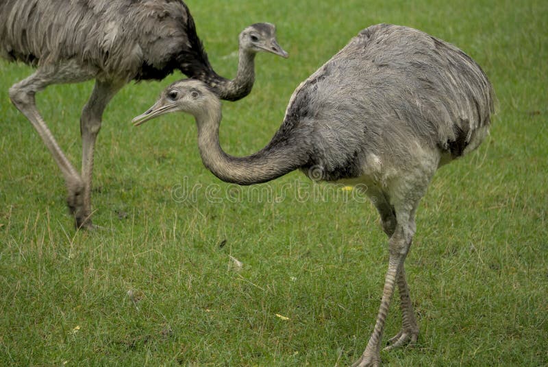 Schoener Emu in einem Park stock photo. Image of grass - 259814334