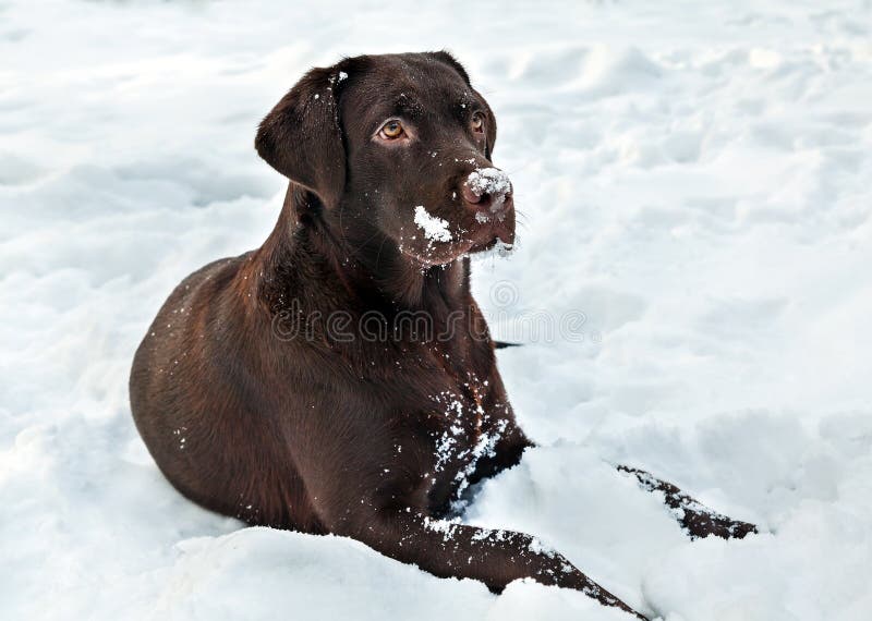 Schokoladen-Labrador-Hund Im Schnee Stockfoto - Bild von apportierhund ...
