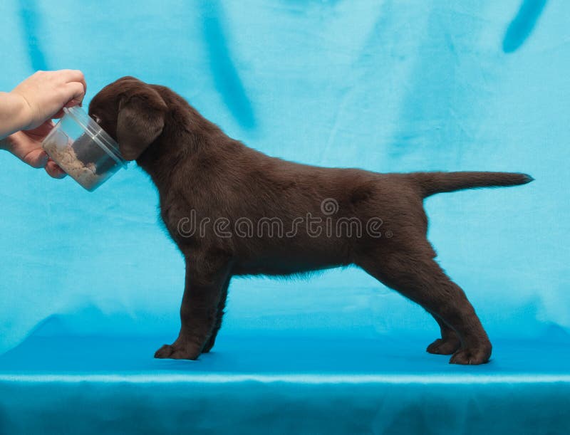 Schokoladen-u. Schokoladen-Labrador Retriever-Welpen Stockbild - Bild ...