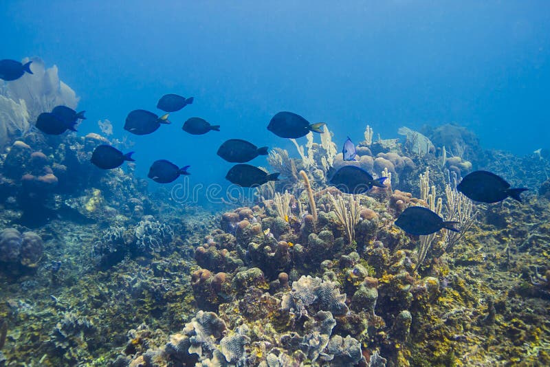 Blue tang school of fish stock image. Image of adventure - 117789505