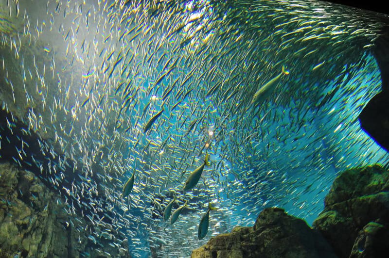 School of anchovies stock photo. Image of fish, anchovy - 19479126