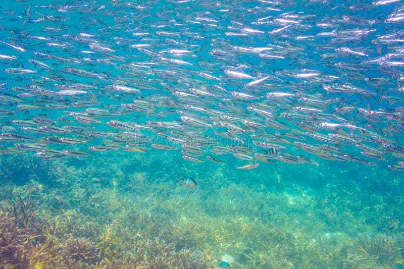 School of Anchovy in a Blue Sea with Coral Reef Stock Image - Image of ...