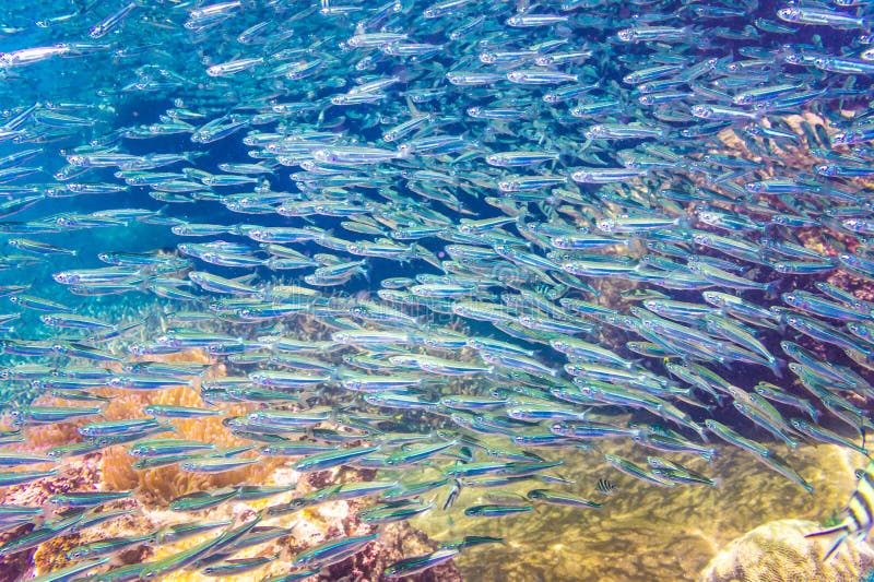 School of Anchovy in a Blue Sea with Coral Stock Photo - Image of ...